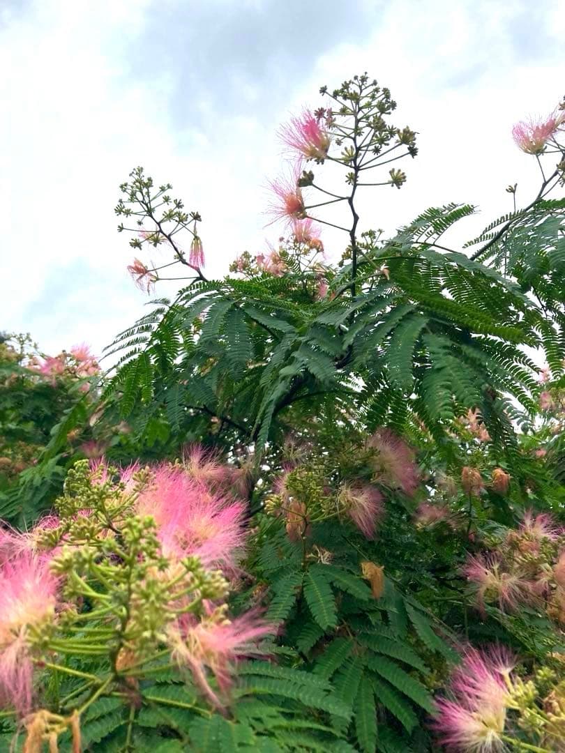 はなえみ　日本蜜蜂　ニホンミツバチ　生ハチミツ　蜂蜜　1120g
