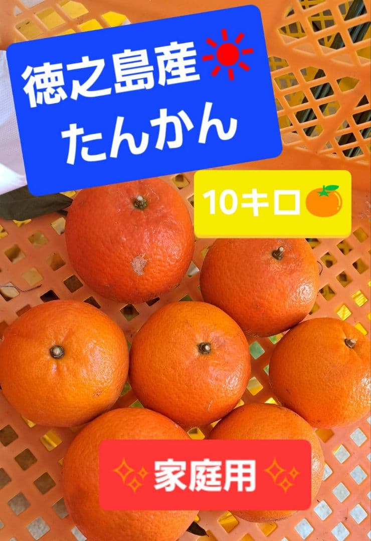 徳之島産家庭用たんかん10キロセット