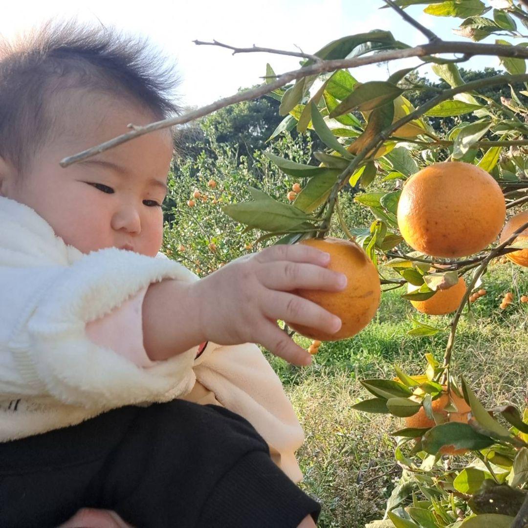 徳之島産家庭用たんかん10キロセット