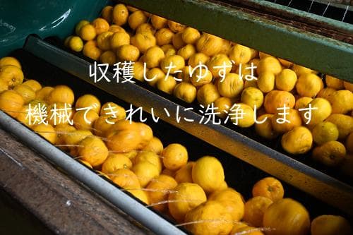 柚のや★送料込★高知県産ゆず酢900ml 4本 熟しぼり★農薬不使用★柚子酢