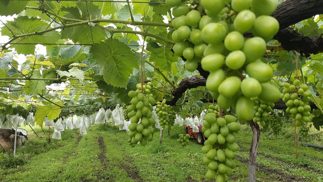 シャインマスカット大粒多め入りの、徳用11キロ入りの粒バック入りになります。