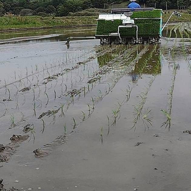 【精米後発送】令和7年産 茨城県産 コシヒカリ 20kg 20キロ ①