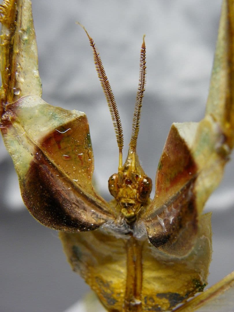 ニセハナマオウカマキリ　雄　立体標本