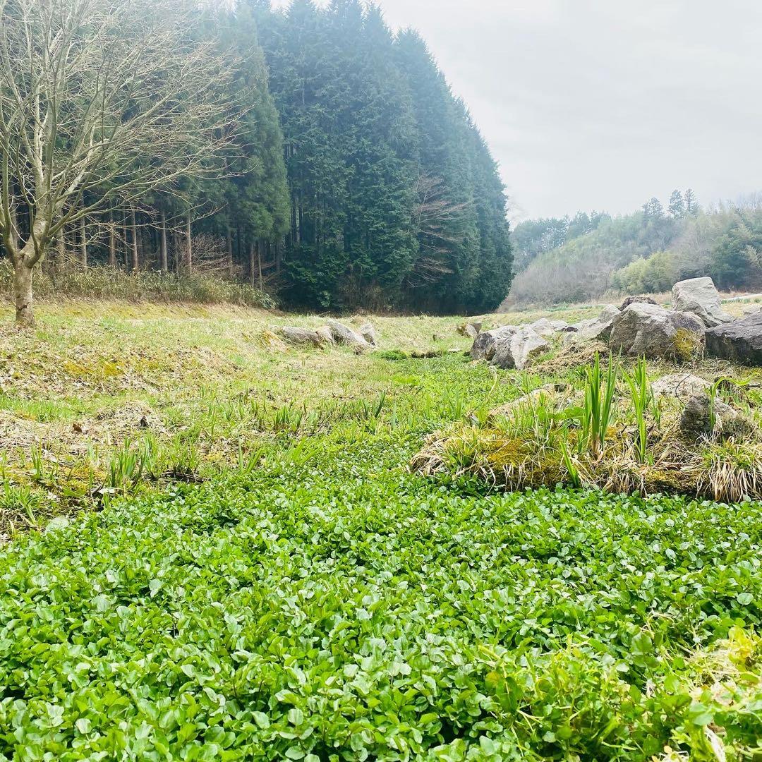 10キロ　クレソン　みかん2箱分　常温発送