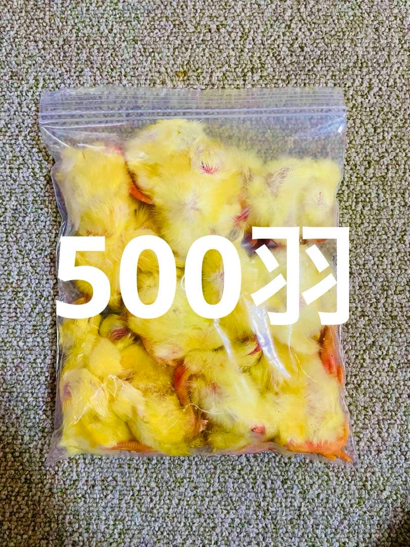 【リピート購入で＋10羽】 送料無料 国産 新鮮安全 冷凍ひよこ 500羽