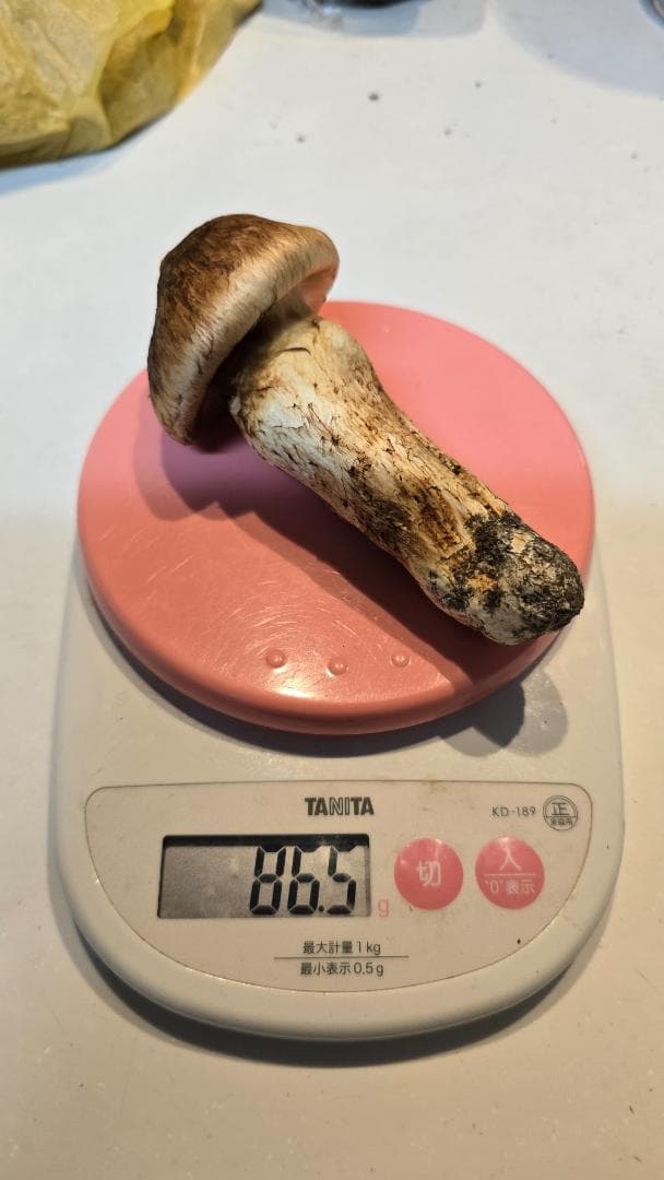 松茸 191g＋171g　10月14日獲れ　福島県産　会津