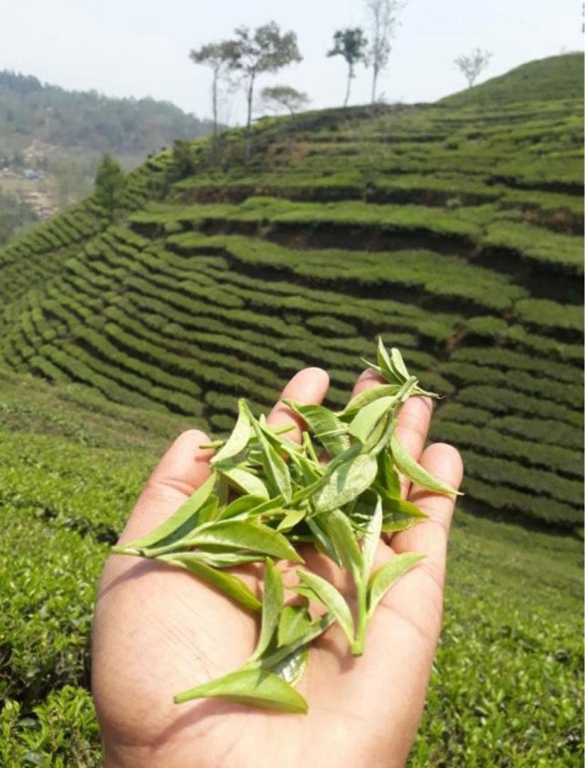 【最高級シャングリラティー 100g×10袋】（USDA/CERES有機農園産）