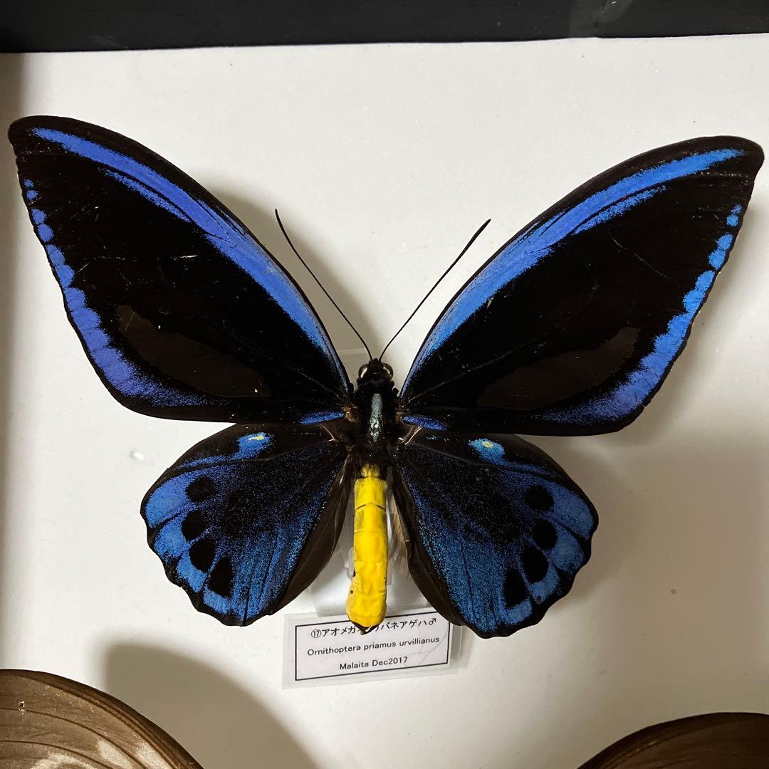 Ornithoptera priamus urvillianus 蝶の標本 ♂♀