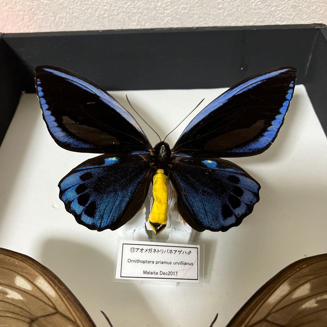Ornithoptera priamus urvillianus 蝶の標本 ♂♀