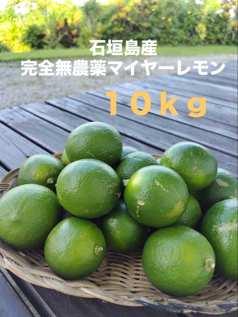 完全無農薬　石垣島産マイヤーレモン10キロ