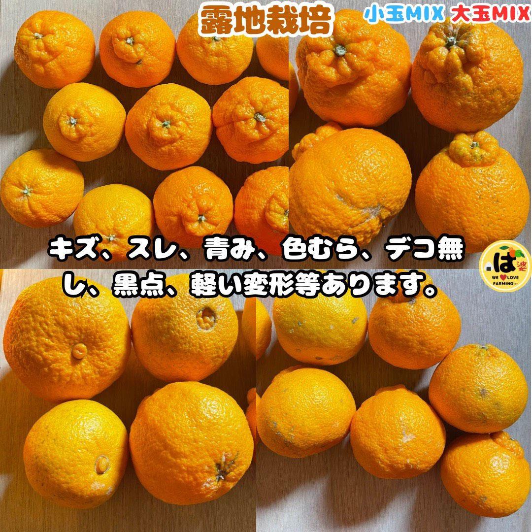 ※確認用　大玉MIX箱込み4.5kg以上【露地栽培　不知火　デコポン　肥の豊】