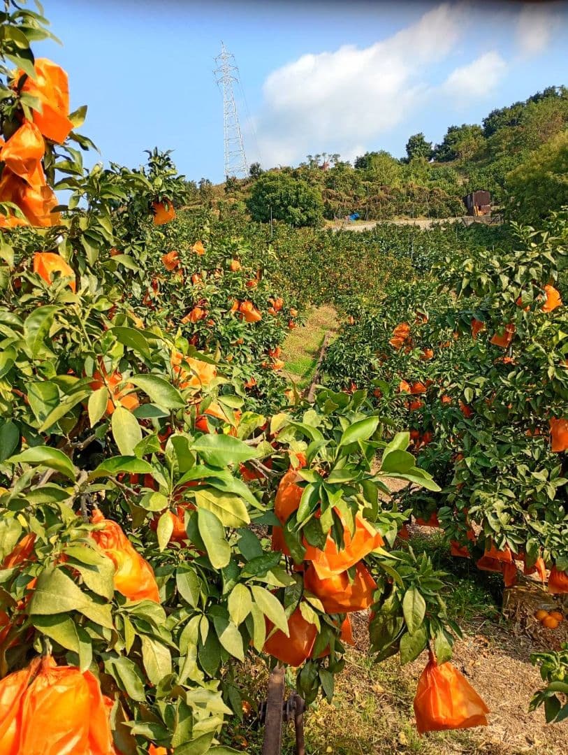 413愛果 まどんな 家庭用 10kg