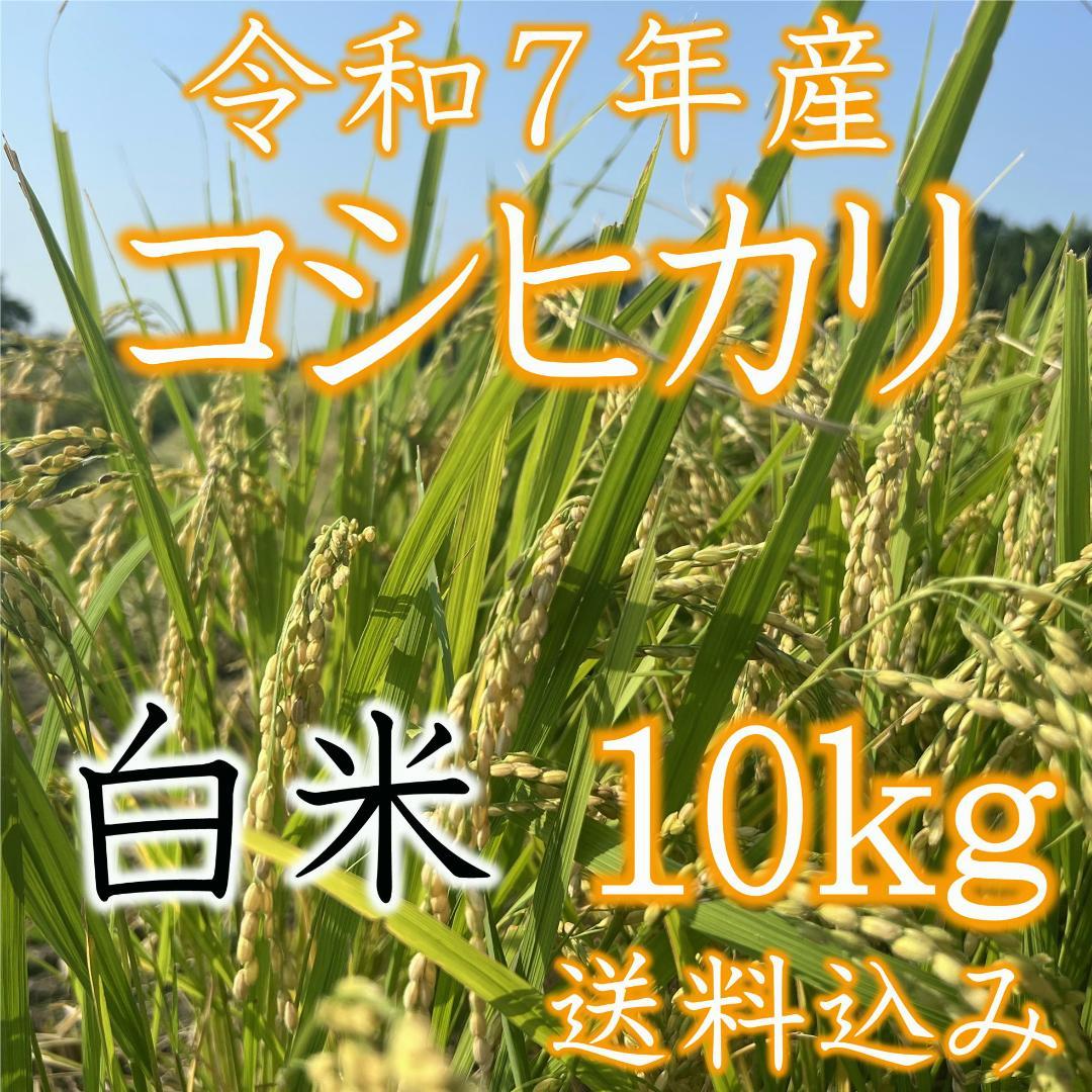 白米10kg◇令和７年産コシヒカリ白米10キロ◇栃木県産新米