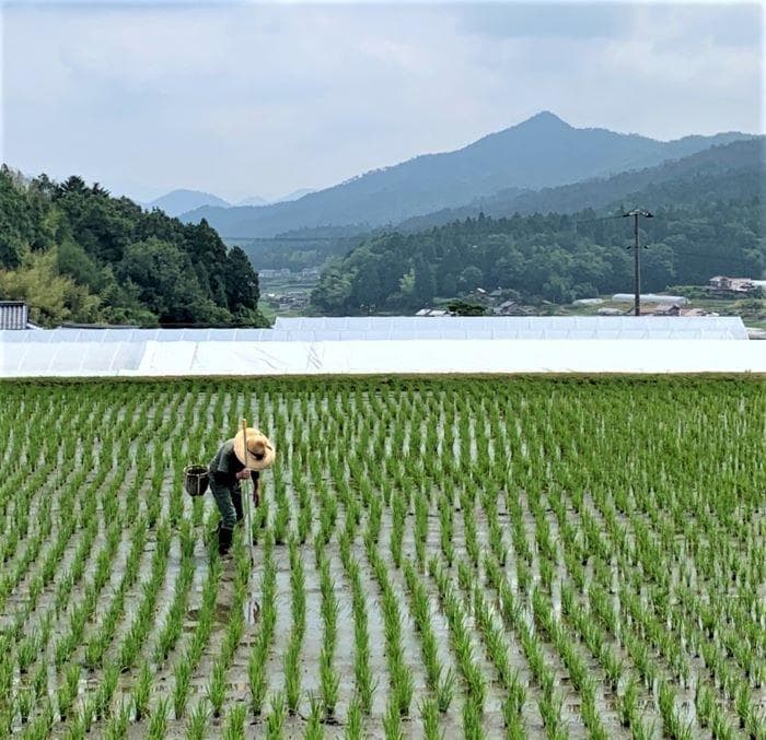 農家保有米 令和7年産 コシヒカリ 15kg(5kg×3) 玄米 15キロ 新米
