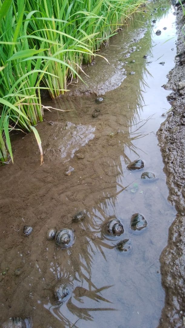 7年　秋田県産　あきたこまち　玄米　10キロ　【低農薬　低化学肥料】