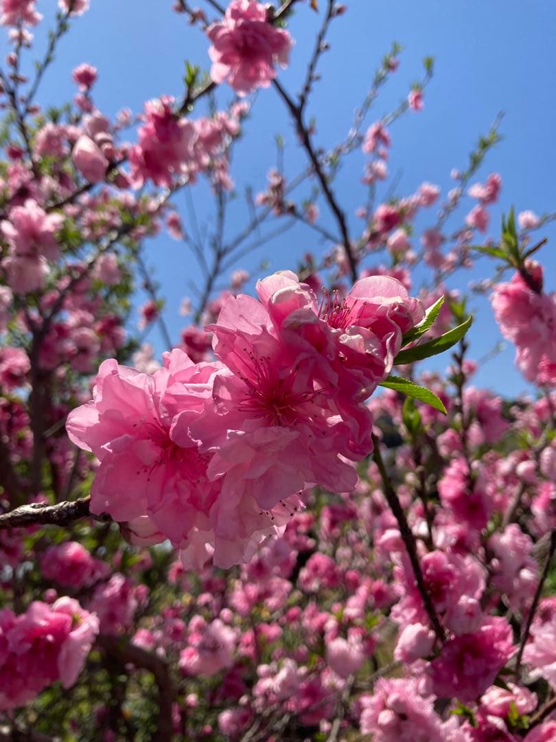 カズ　ニホンミツバチ　日本蜜蜂　生ハチミツ　1120g✖️2本
