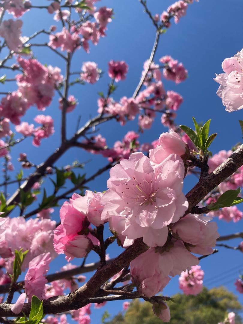 カズ　ニホンミツバチ　日本蜜蜂　生ハチミツ　1120g✖️2本